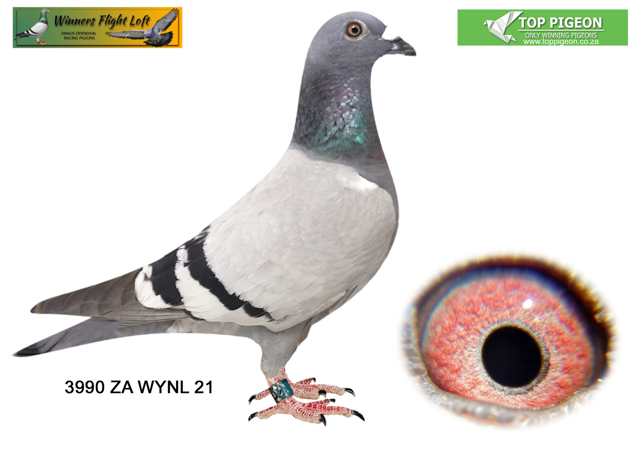 Lot 75 Wnners Flight-Leon Viljoen-ZA 3990 WYNL 21 BB H – BRED BY LEON ...