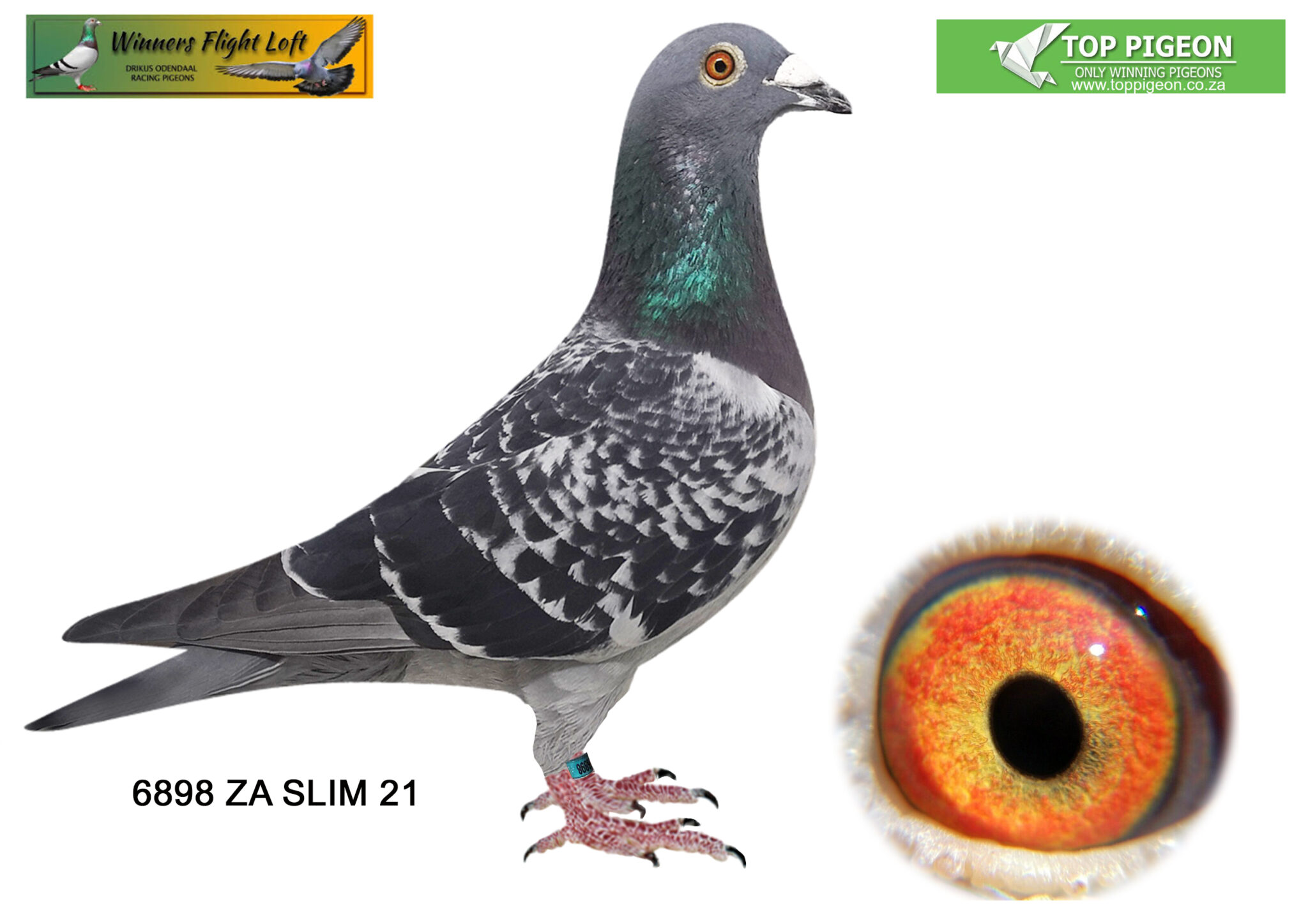 Lot 62 Winners Flight-Wian Joubert-ZA 6898 SLIM 21 BC C – BRED BY WIAN ...