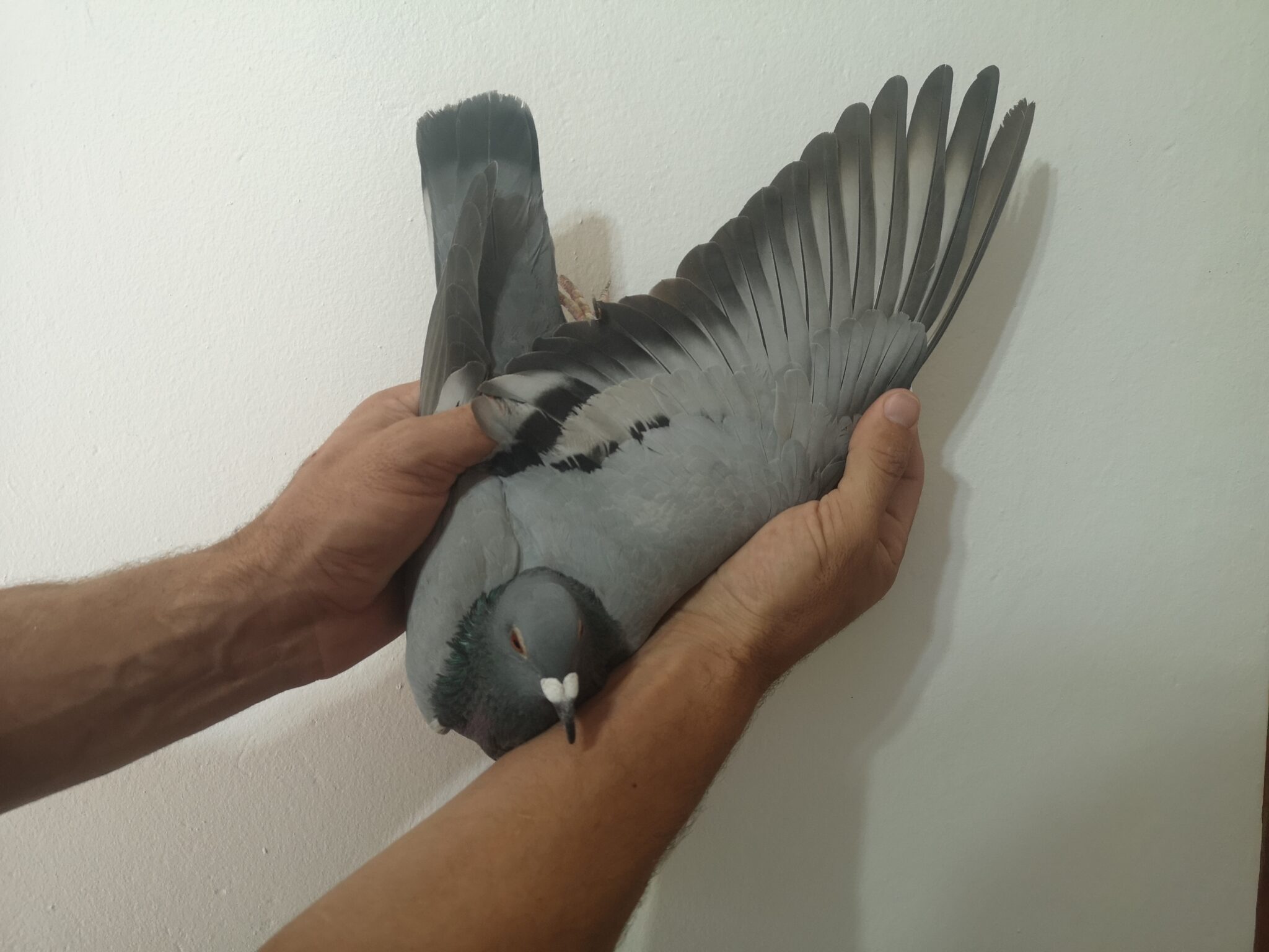 Lot 69 Winners Flight-WIan Joubert-ZA 6900 21 SLIM BB H – BRED BY WIAN ...