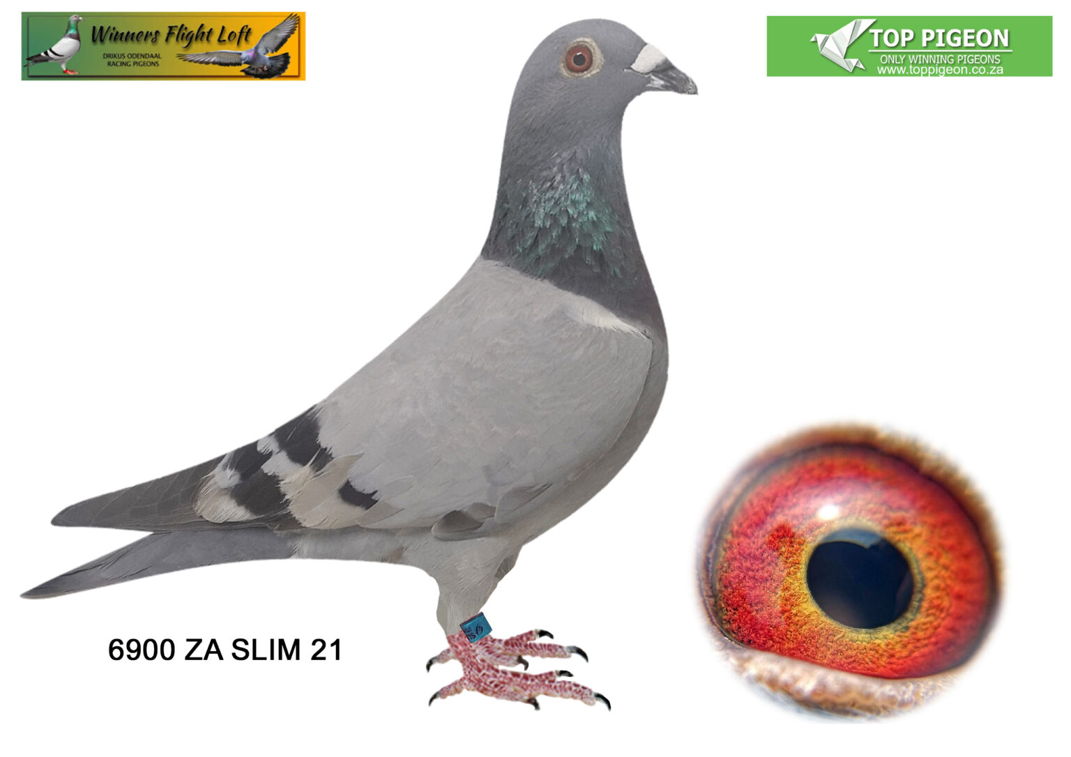 Lot 69 Winners Flight-WIan Joubert-ZA 6900 21 SLIM BB H – BRED BY WIAN ...