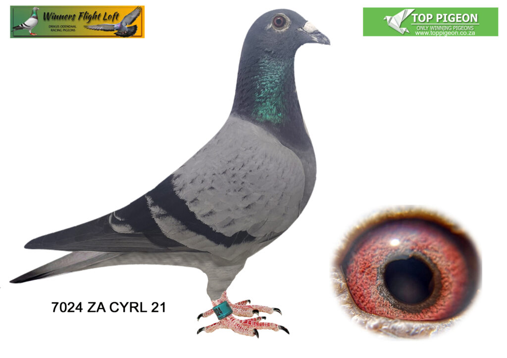 Lot 73 Winners Flight-Johan Lamprecht-ZA 7024 CYRL 21 BBP H – (7024 WAS 1ST ACE PIGEON UP TO THE ...