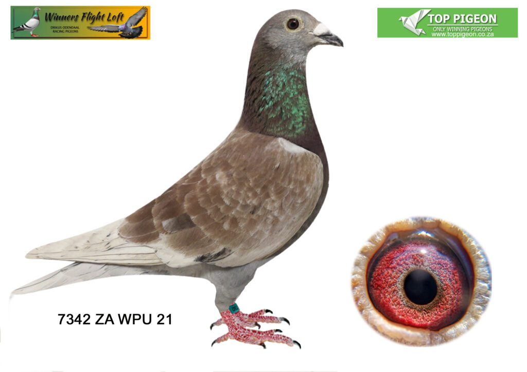 .Lot 6 Winners Flight-Pennington Lofts-ZA 144 NPN 21 BB H – BRED BY PENNINGTON LOFT (CHARLIE ...