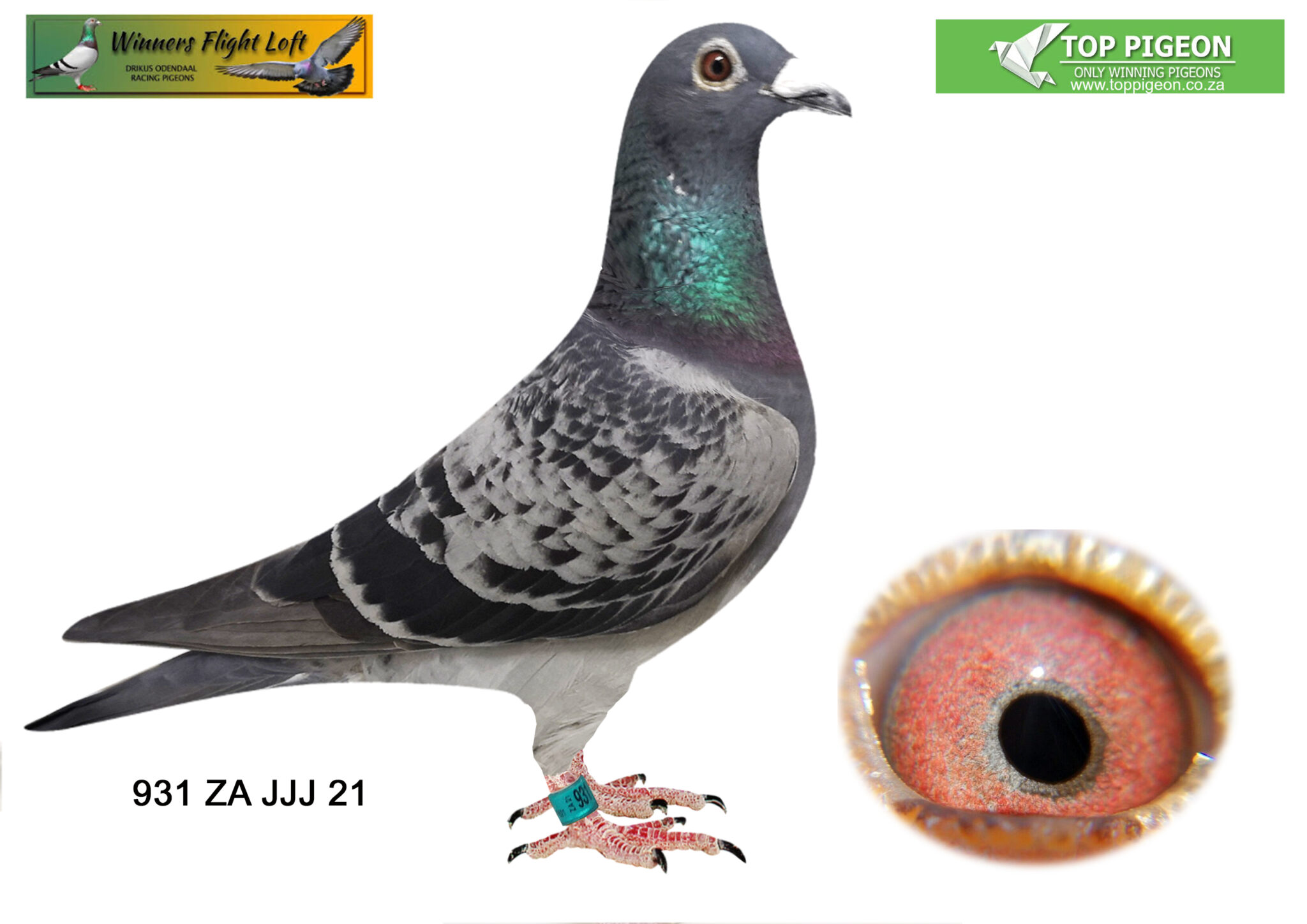 Lot 37 Winners Flight-Danie Pietersen-ZA 931 JJJ 21 BC C – BRED BY DANE ...