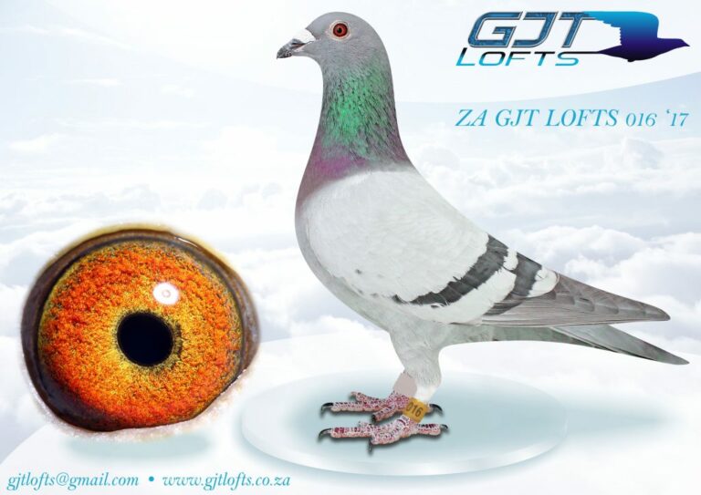 .Lot 6 Sapir One Loft Auction-Sapir Tracker Team-ZA 21 NRHU 6347 BB H (Bred by Stefan Brill ...