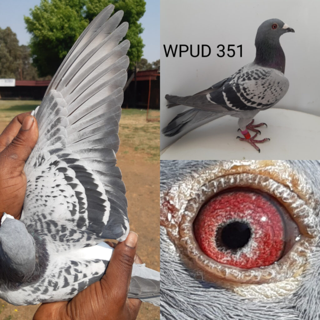 LOT 21 HOT THURSDAY NIGHT AUCTION –WPUD 351 20 BCH H—-“PRINCESS” 6th ...