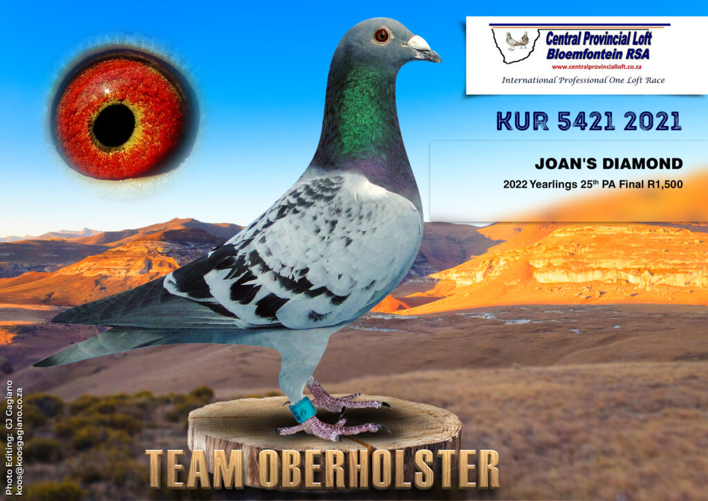 Lot 31 Central Lofts-Team Oberholster-KUR 5241 21 BCH H—-“JOAN’S DIAMOND” 25th Yearling Final ...