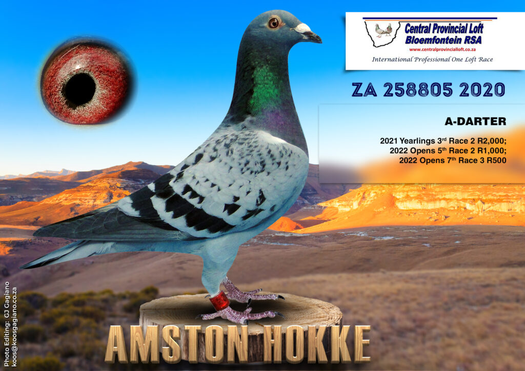 Lot 41 Central Lofts-Auction 3-Amston Hokke-ZA 258805 20 LCH H—-“A-DARTER” 2021 Yearlings 3rd ...