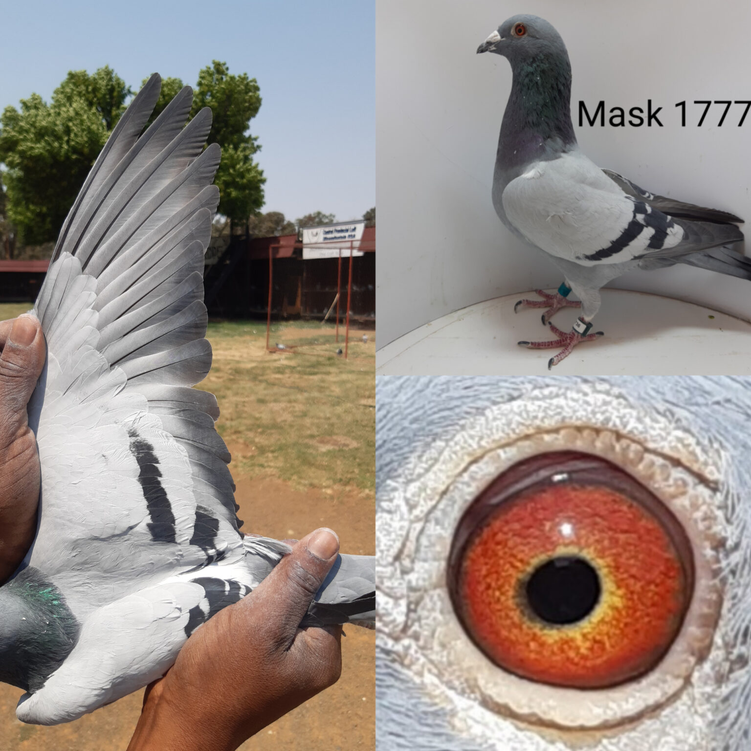 Lot 42 Central Lofts-Auction 3-J & T Engelbrecht-ZA MASK 1777 21 BB C ...
