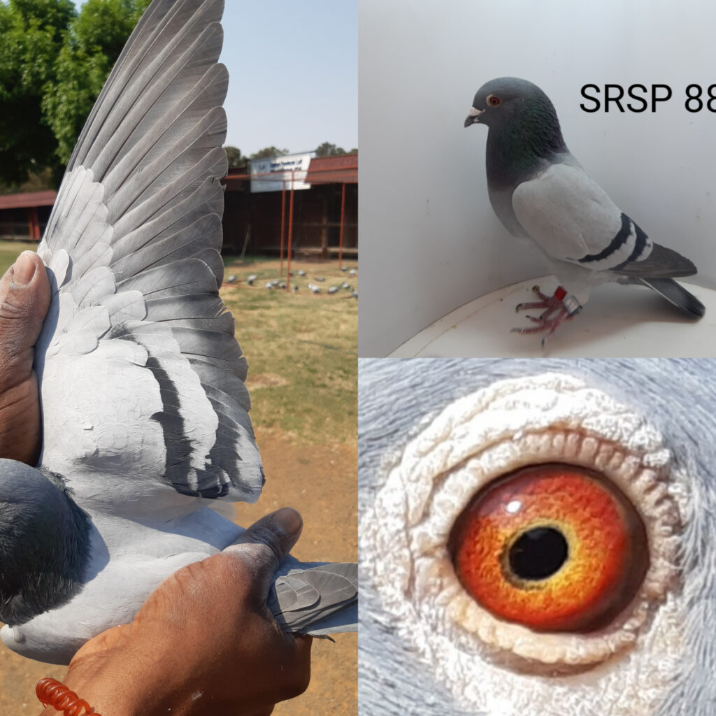 Lot 43 Central Lofts-Auction 3-Loft Einkamerer-ZA SRSP 888 20 BB C ...