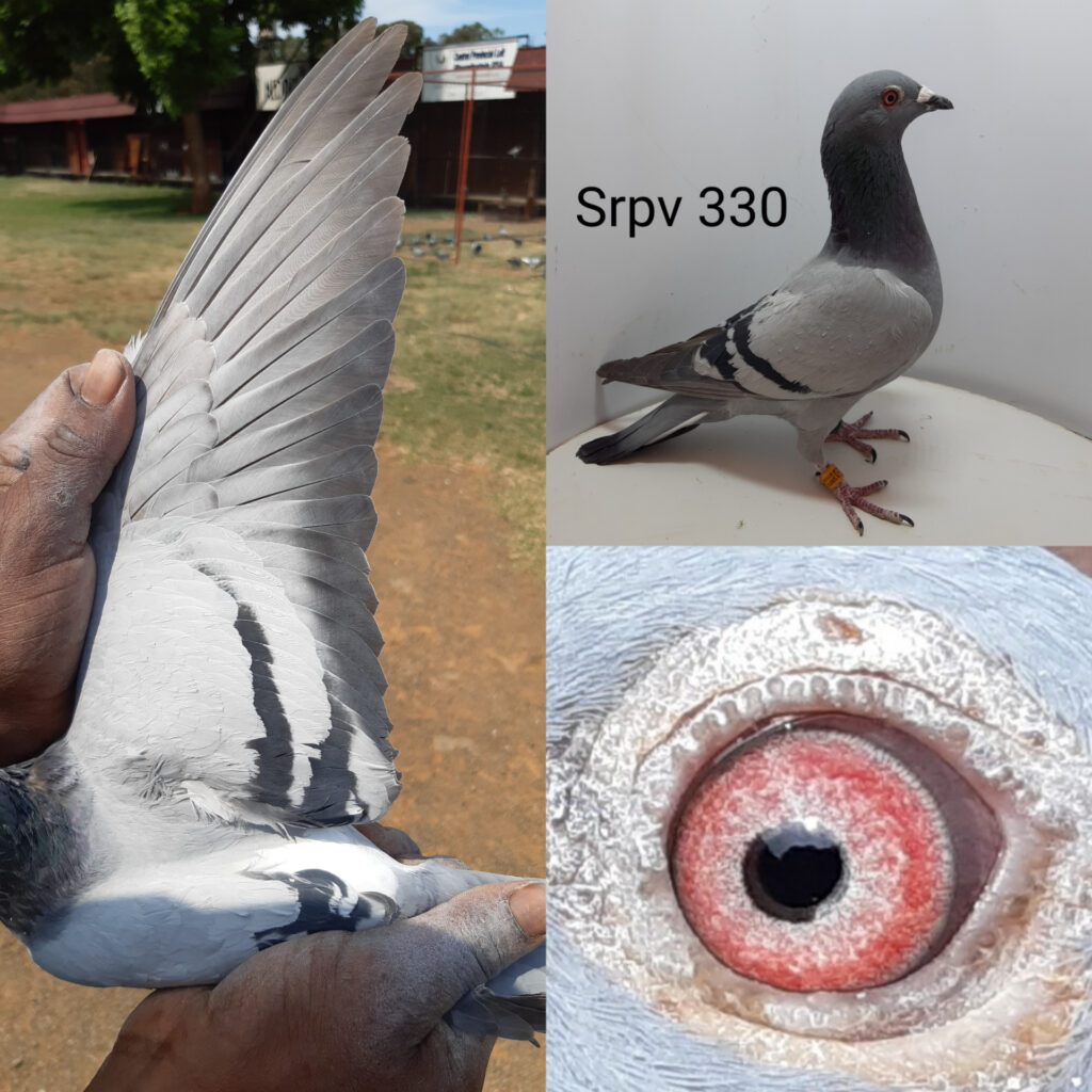 Lot 45 Central Lofts-Auction 3-Willie Munnik-ZA SRPV 330 22 BB H—-80th ...