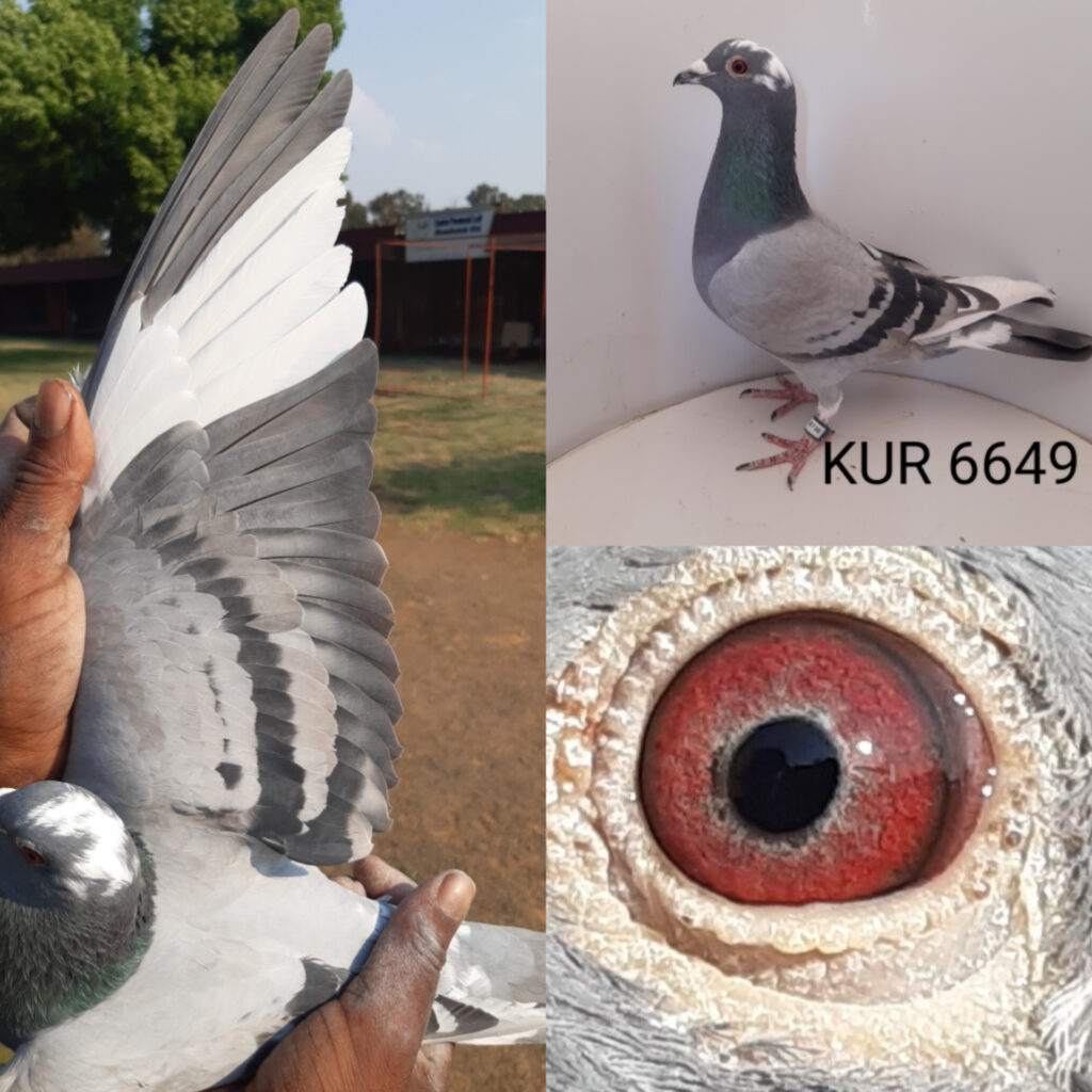 Lot 49 Central Lofts-Auction 3-Team Oberholster-ZA KUR 6649 21 BBP H ...