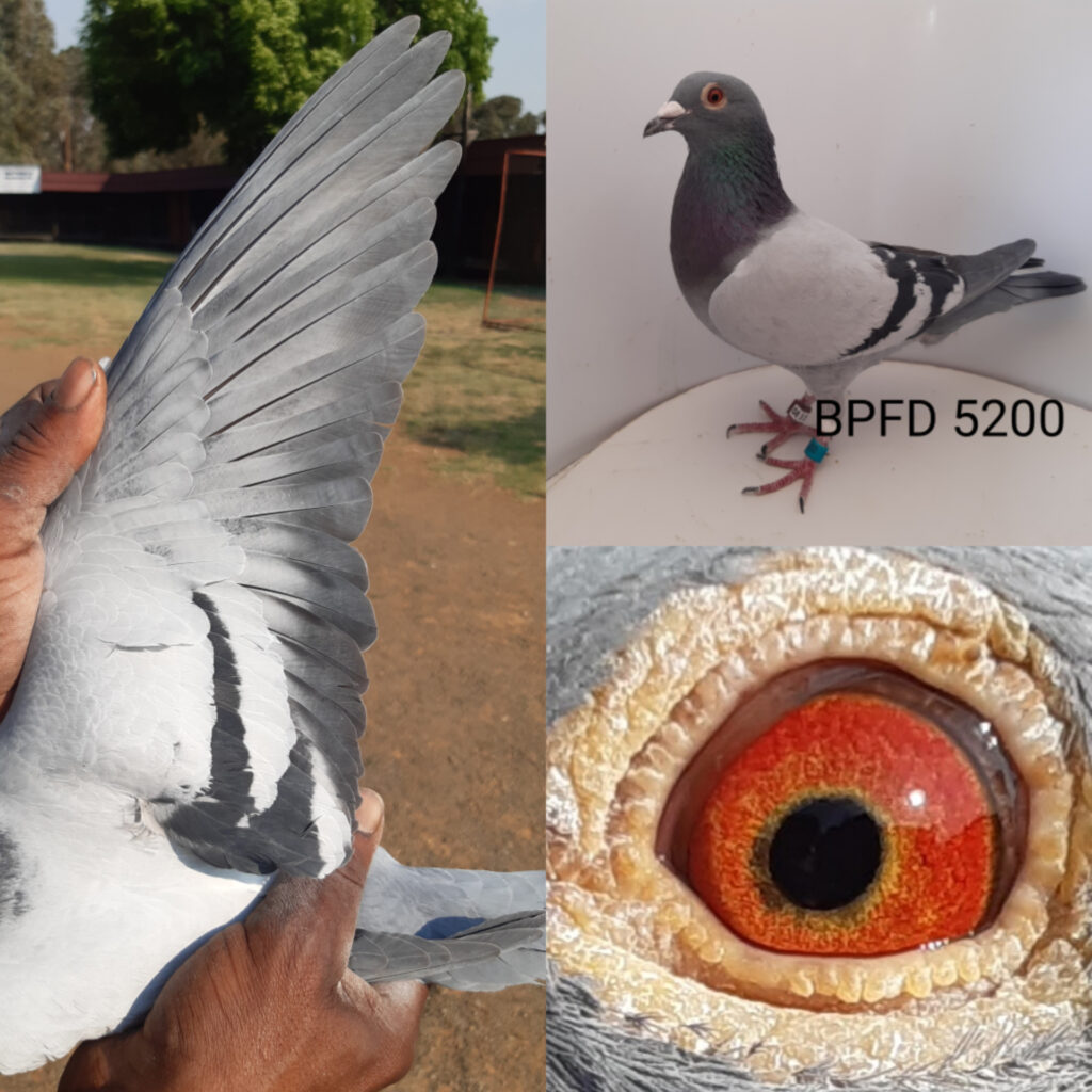 Lot 50 Central Lofts-Auction 3-B & S Lofts-ZA BPFD 5200 21 BB H—-74th ...