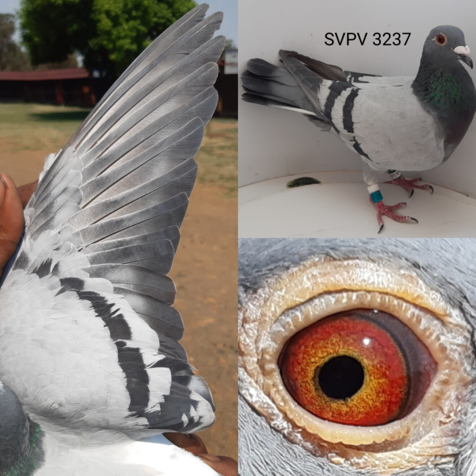 Lot 53 Central Lofts-Auction 3-Johan Louwrens-ZA SVPV 3237 21 BBP C ...