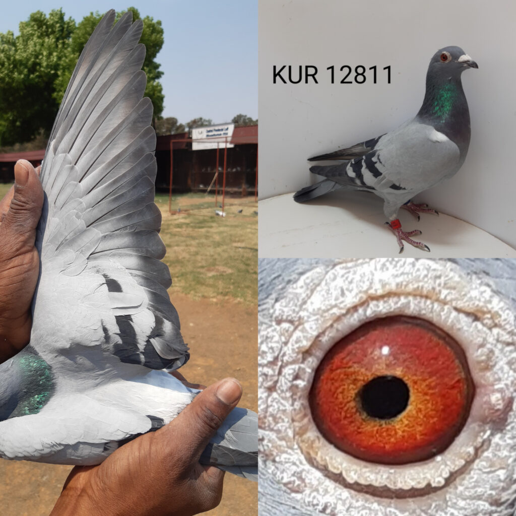 Lot 54 Central Lofts-Auction 3-SDK Lofts-ZA KUR 12811 20 BB H—-2021 ...