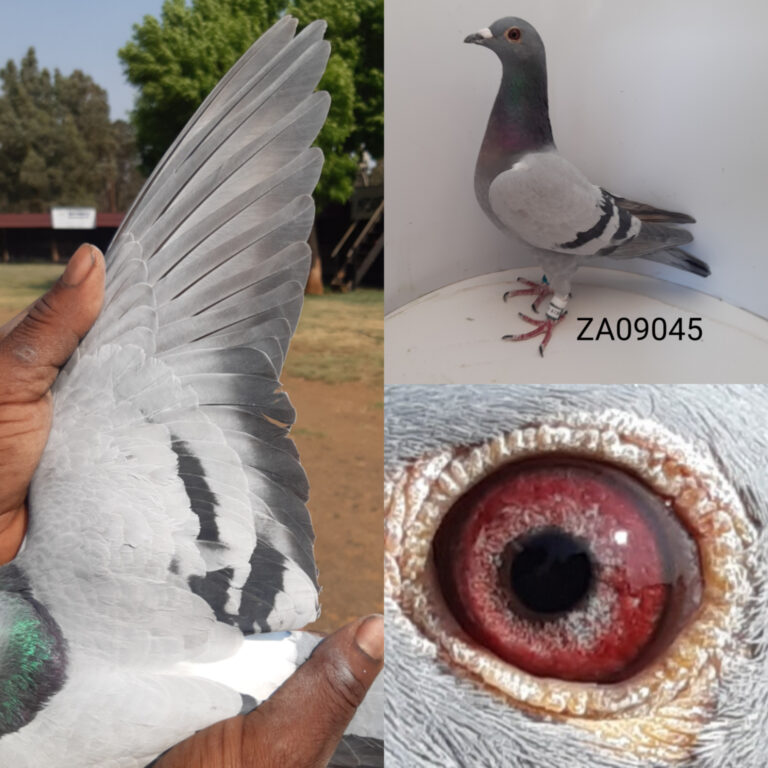 Lot 56 Central Lofts-Auction 3-Hendrik & Daniel Moller-ZA 09045 21 BB H—–“BERNICE”–3rd Race 5 ...