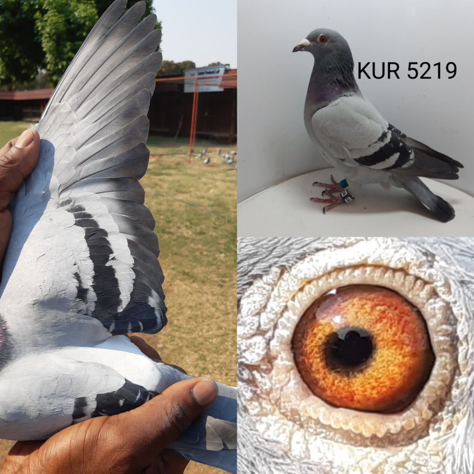 Lot 57 Central Lofts-Auction 3-Amston Hokke-ZA KUR 5219 21 BB C—-“SKY ...