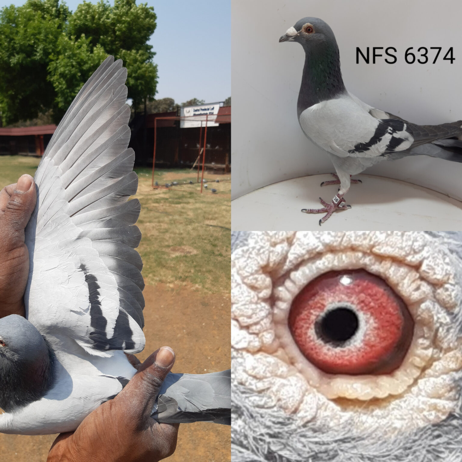 Lot 59 Central Lofts-Auction 3-Barnard Lofts -ZA NFS 6374 20 BB H ...