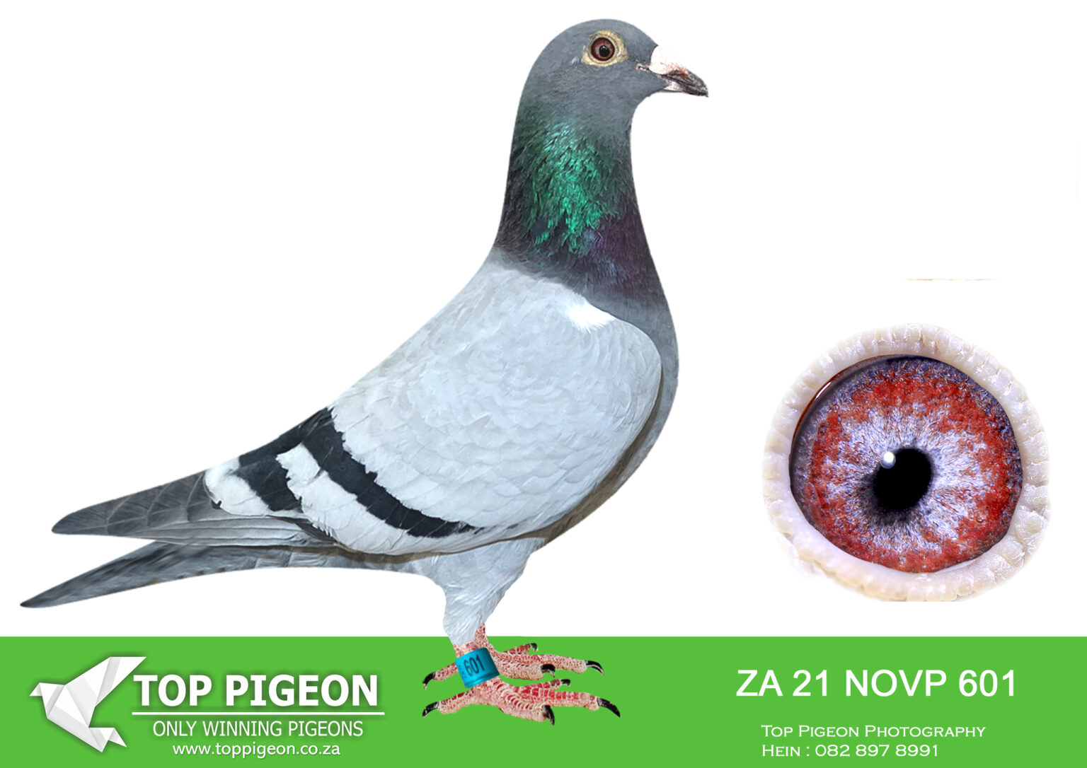 .LOT 5 HULLE WEET NIE WAT ONS WEET NIE –ZA 21 NOVP 601 BB H “Little Jazzy” – 18th FINAL SAPIR ...