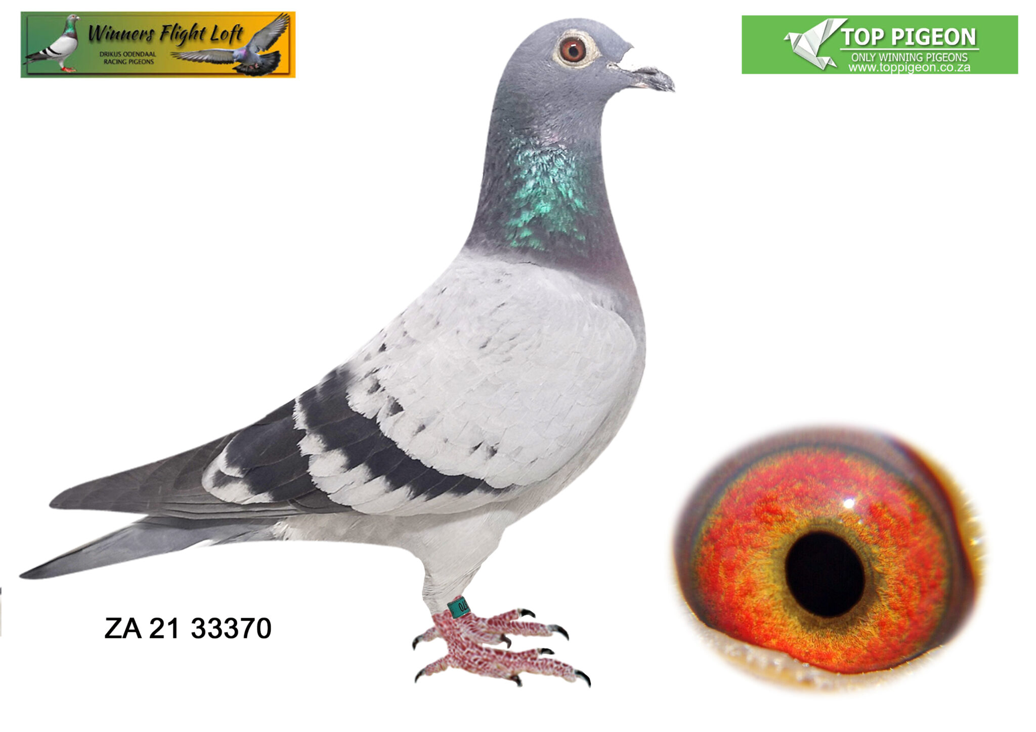 .LOT 4 R500 BARGAIN BOX -ZA 33370 21 BC H – BRED BY PAUL STOKES (HILLCREST STUD). 13TH FINAL ...