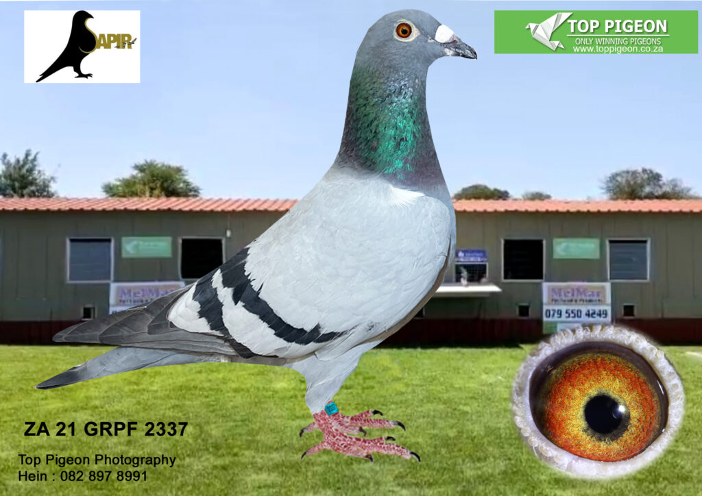 .Lot 8 Sapir One Loft Auction- VanTen Oever & Van Den Bos-ZA 21 GRPF ...