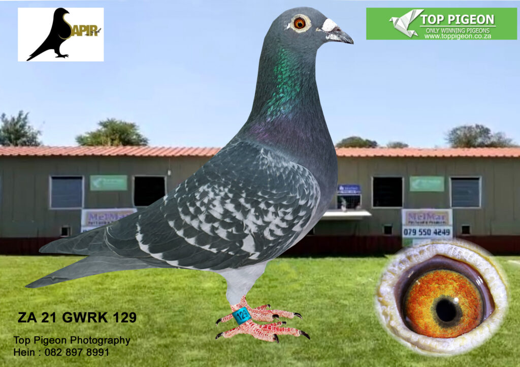 Lot 36 Sapir One Loft Auction-Leon & Werner-ZA 21 GWRK 129 CH H – 5TH CHALLENGE RACE (EQUAL ...