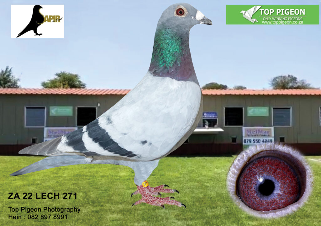 Lot 47 Sapir One Loft Auction-Poena & Riaan-ZA 22 LECH 271 BB C – 11TH HOTSPOT 2————- Sire : NL ...