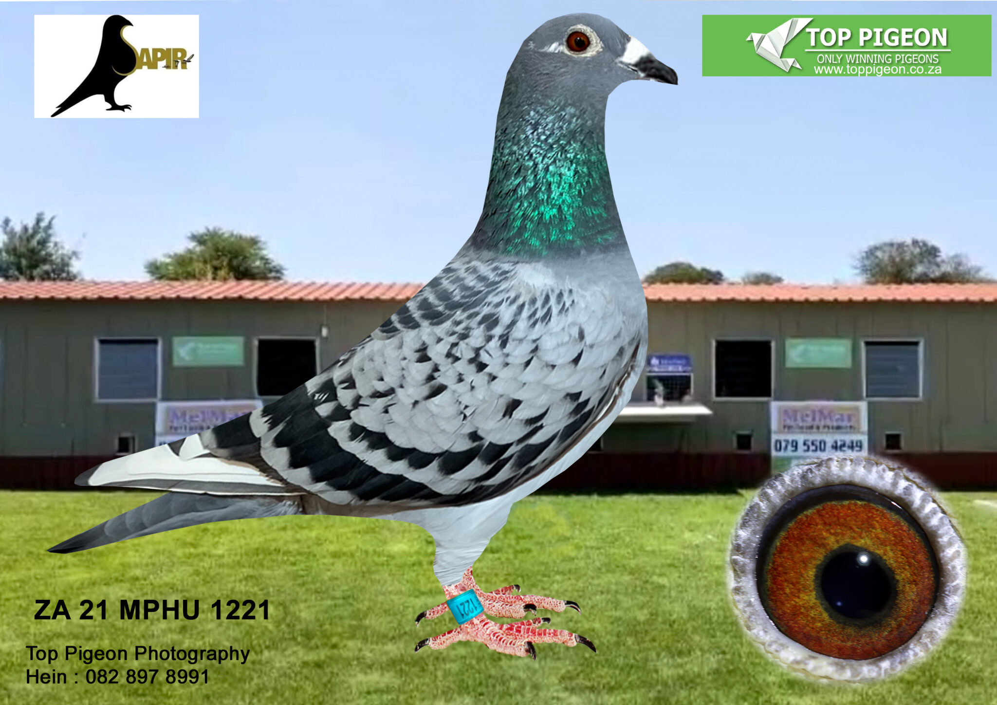 Lot 50 Sapir One Loft Auction-Leon & Frik-ZA 21 MPHU 1221 CHWF H – 22ND HOTSPOT 1 , 8TH HOTSPOT ...