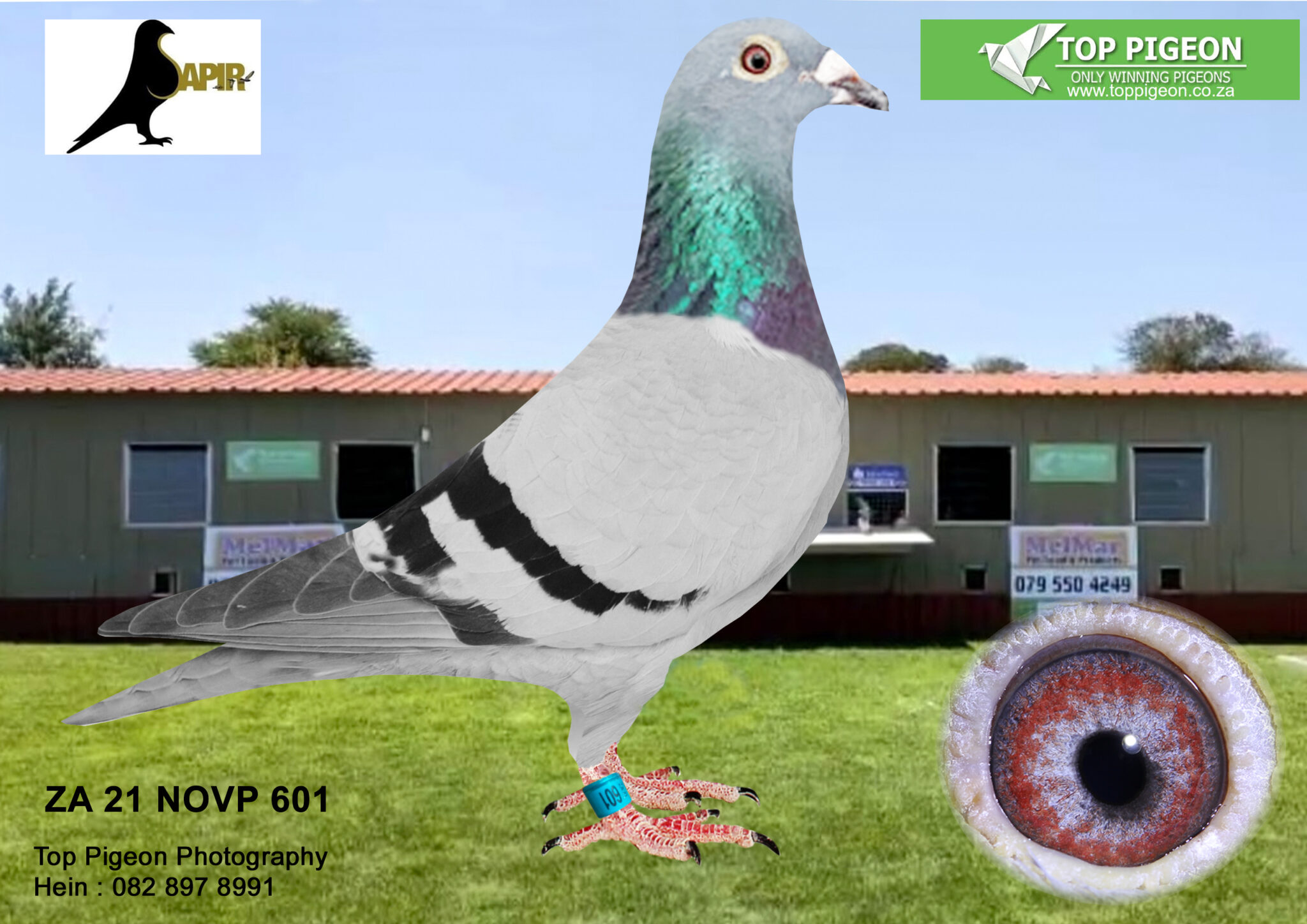 .Lot 5 Sapir One Loft Auction-Aces Racing Pigeons 1-ZA 21 NOVP 601 BB H “Little Jazzy” – 18th ...