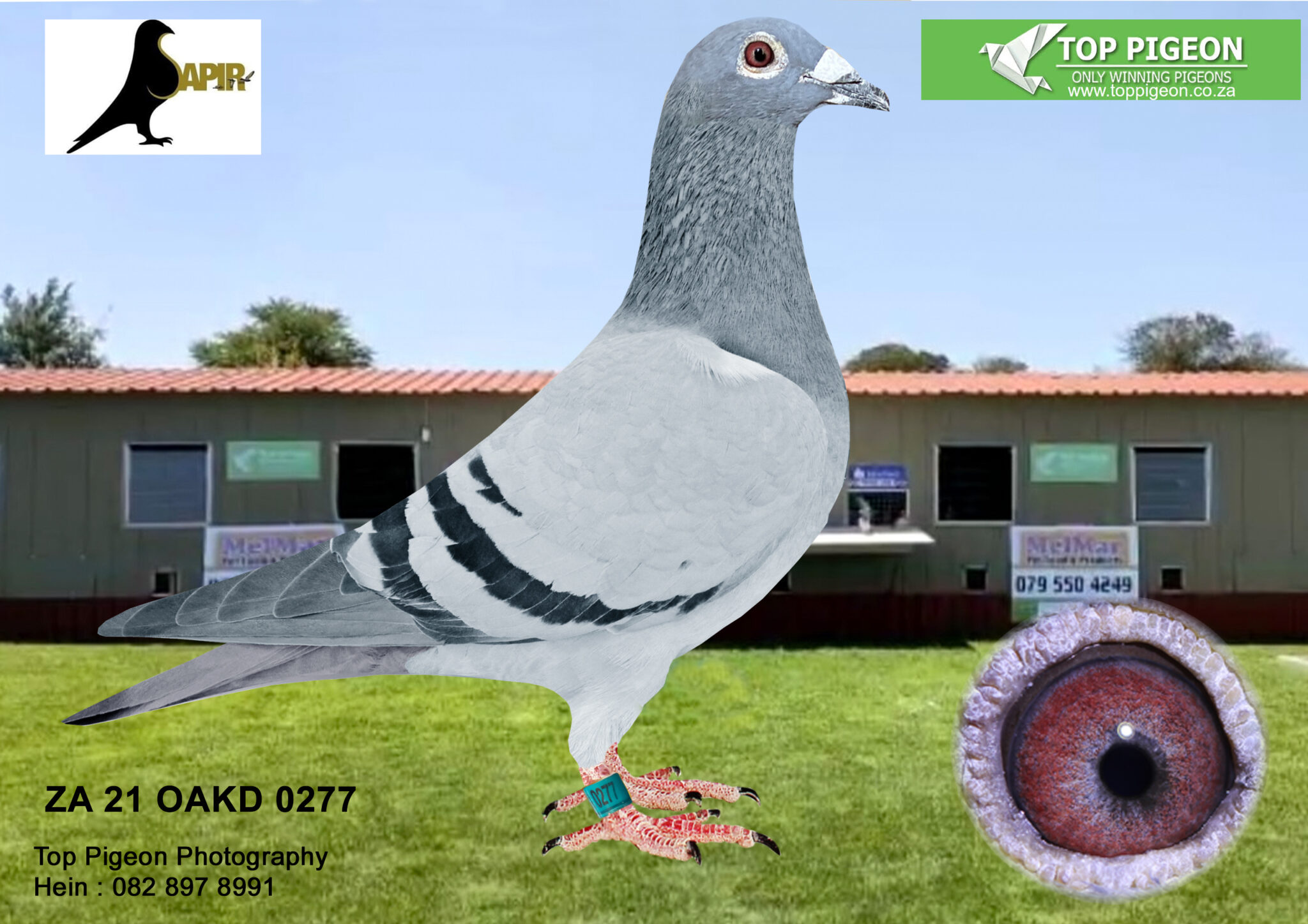 Lot 33 Sapir One Loft Auction-Aces Racing Pigeons 1-ZA 21 OAKD 0277 BB C “ARONA FALLS” – 3RD ...