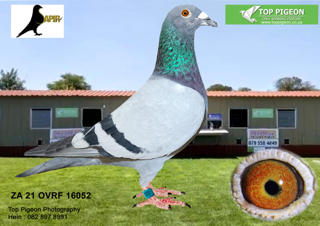 Lot 20 Sapir One Loft Auction-Van Niekerk Hokke -ZA 21 OVRF 16052 BB C “MACHINE KING” – WINNER ...