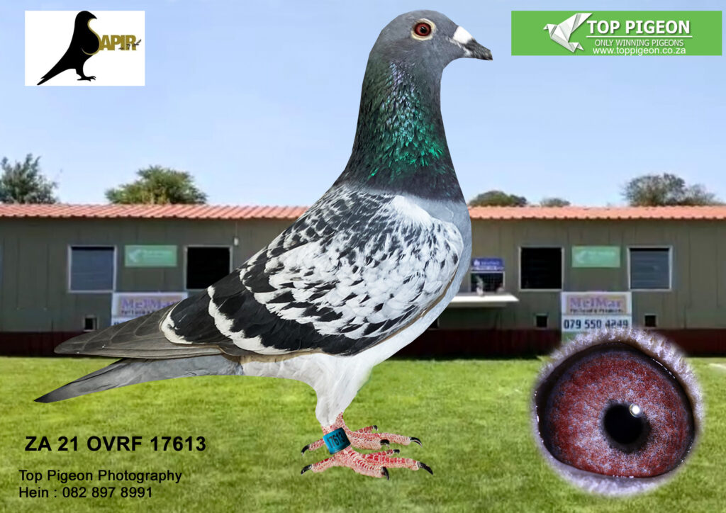 Lot 19 Sapir One Loft Auction-Aces Racing Pigeons 2-ZA 21 OVRF 17613 CH ...