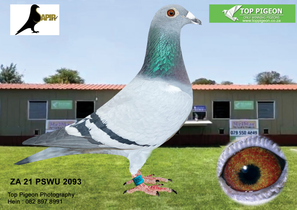 Lot 24 Sapir One Loft Auction-Double J Racers-ZA 21 PSWU 2093 BB H ...