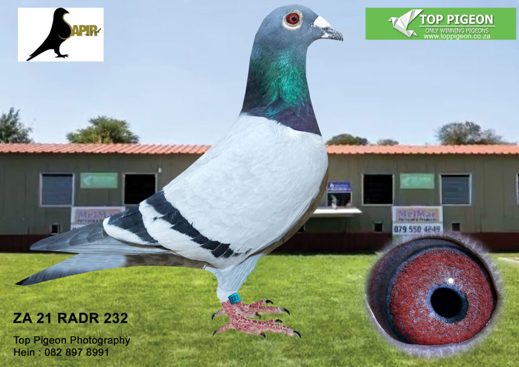 .Lot 2 Sapir One Loft Auction-Radford & Bouwer-ZA 21 RADR 232 BB C – 6th Hotspot 2 , 7th Hotspot ...