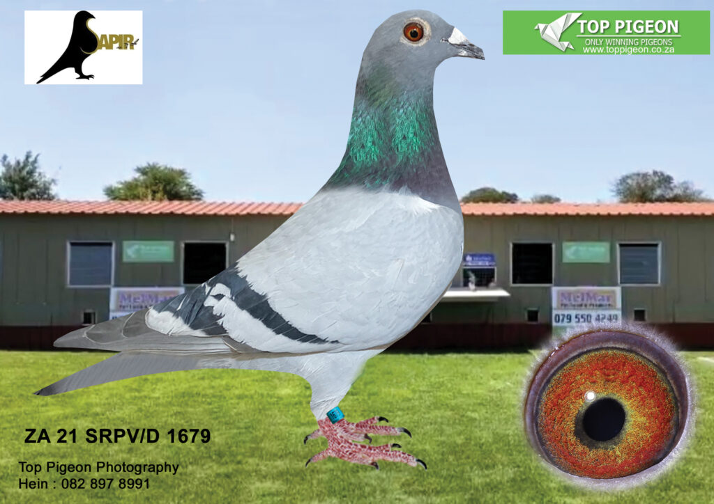 Lot 49 Sapir One Loft Auction-Loft Einkamerer Dogter Liezl-ZA 21 SRPVD 1679 BB H – 8TH HOTSPOT 2 ...