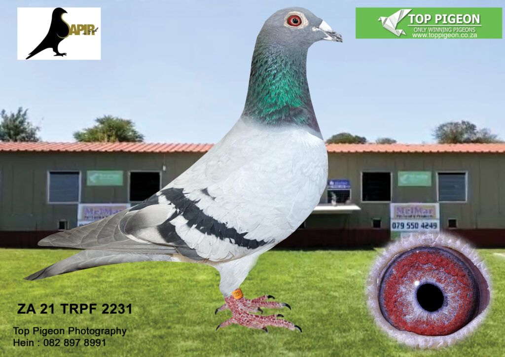 Lot 16 Sapir One Loft Auction-SMATATE-ZA 21 TRPF 2231 BB C- 3rd Main ...