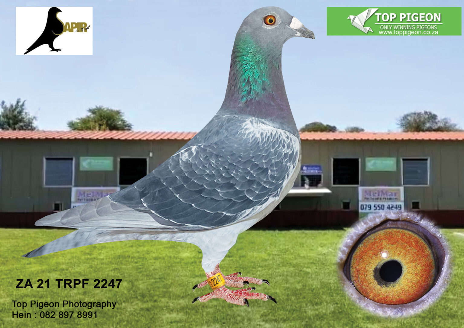 LOT 28 GJT LOFTS -ZA 21 TRPF 2247 DCH C – SAPIR ONE LOFT RACE 2022 ...