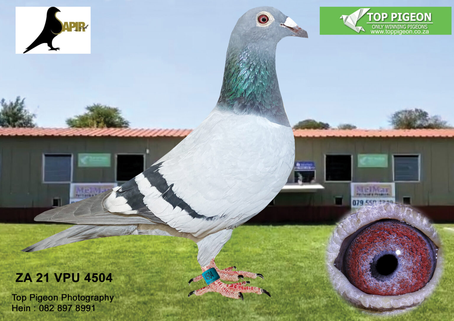 LOT 20 WOMANS DAY AUCTION-ZA 21 VPU 4504 BB H (Bred By OOA) – 6th Hotspot ACE Pigeon. 23rd ...