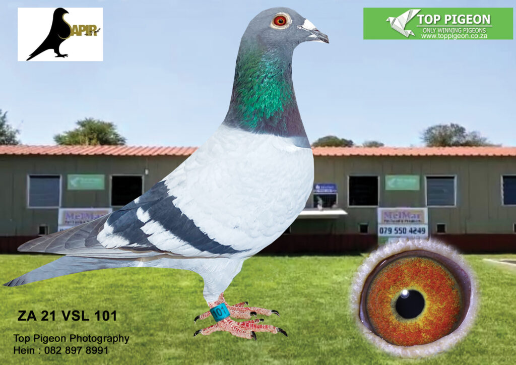 Lot 45 Sapir One Loft Auction-Appelcryn Logistics-ZA 21 VSL 101 BB C (BRED BY MELT VAN SCHOOR ...
