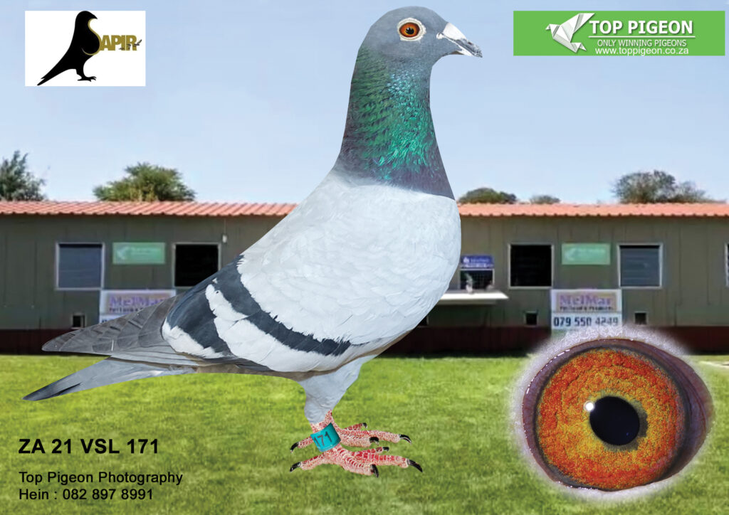 Lot 29 Sapir One Loft Auction-Intersure-ZA 21 VSL 171 BB C – FLEW 8TH FINAL SAPIR 6TH OVERALL ...