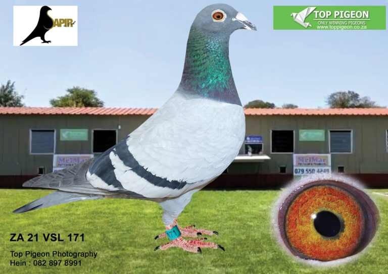 Lot 29 Sapir One Loft Auction-Intersure-ZA 21 VSL 171 BB C – FLEW 8TH FINAL SAPIR 6TH OVERALL ...