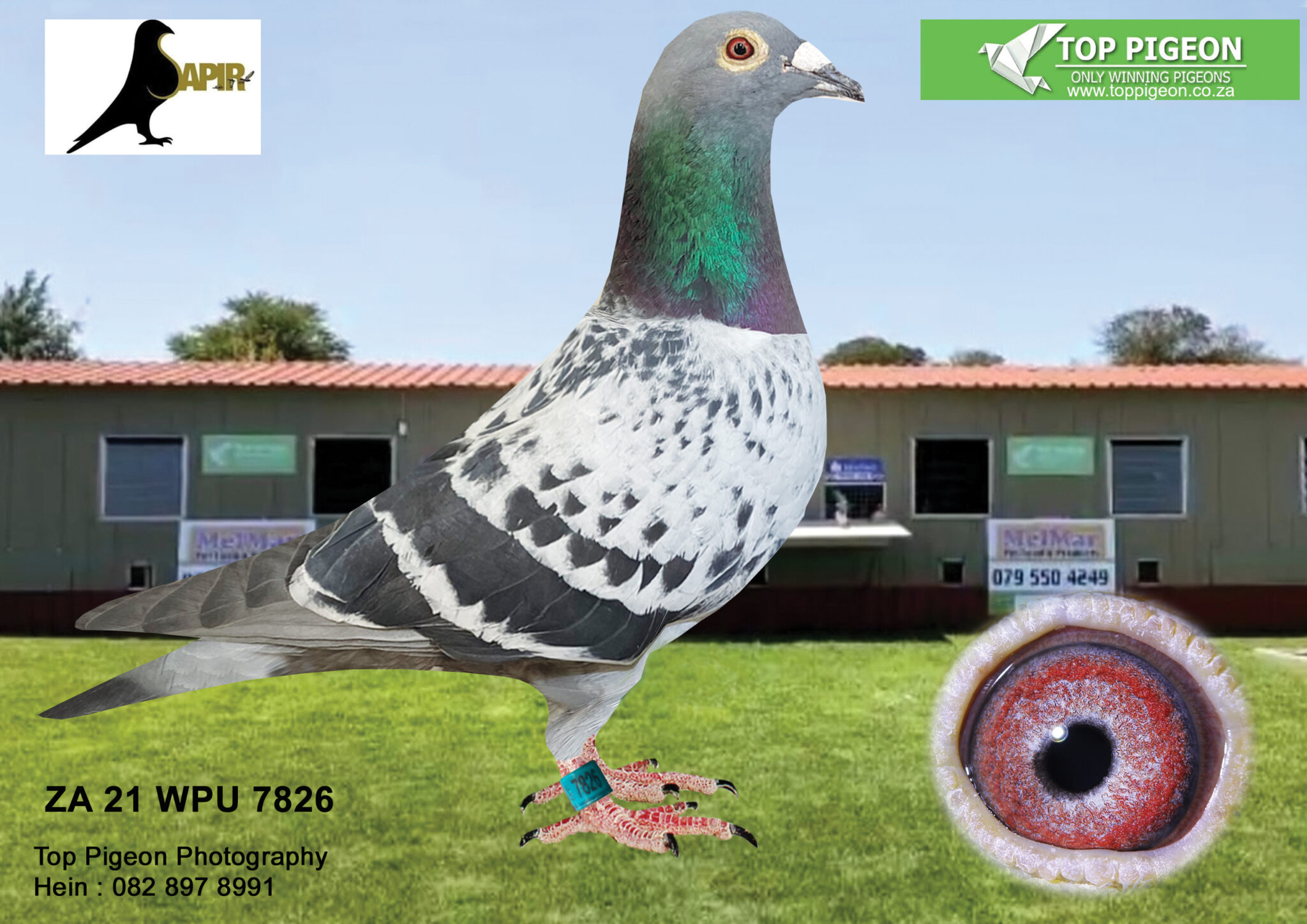 Lot 42 Sapir One Loft Auction-Wespoel-ZA 21 WPU 7826 CH C – SAPIR CHALLENGE RACE WINNER(Winning ...