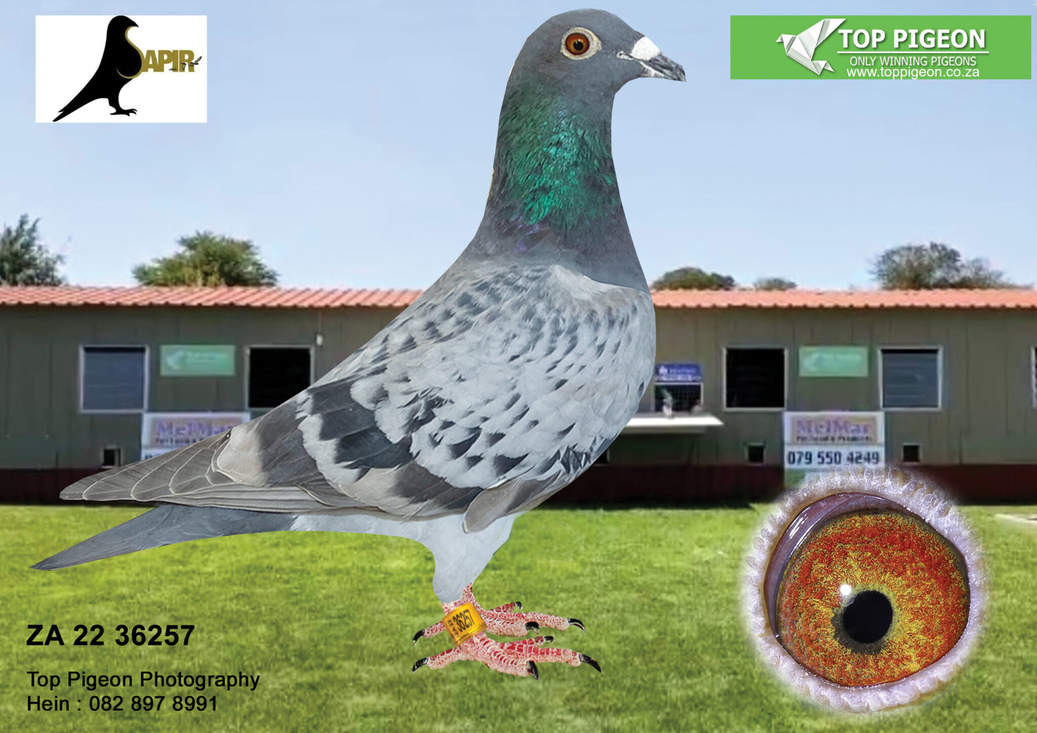 Lot 34 Sapir One Loft Auction-MC Dermott Lofts-ZA 22 36257 CH H – 3RD HOTSPOT 2 (EQUAL WINNER ...