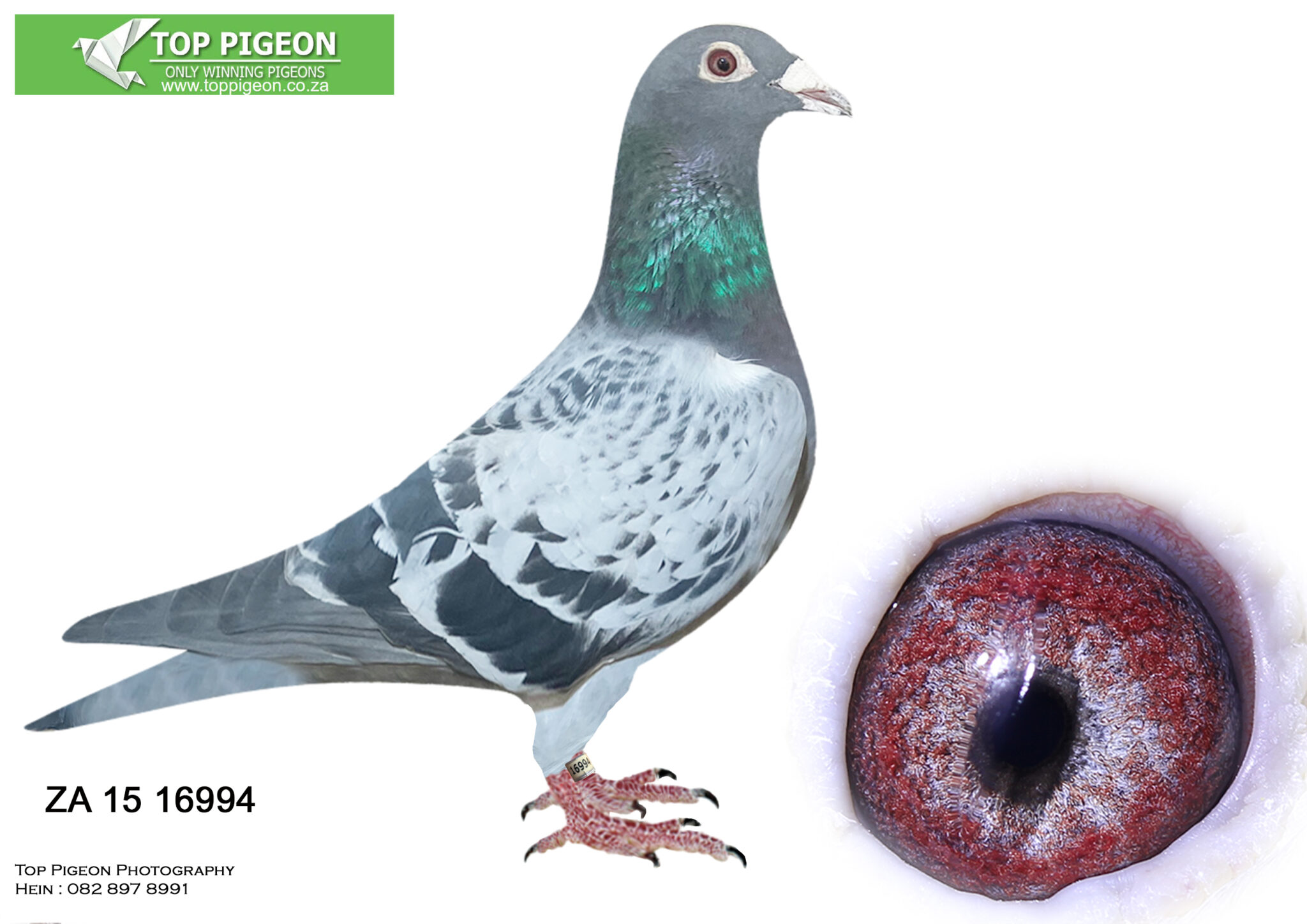 Lot 49 Kitchenbrand Lofts Auction 1-ZA 15 16994 CH H - Top Pigeon