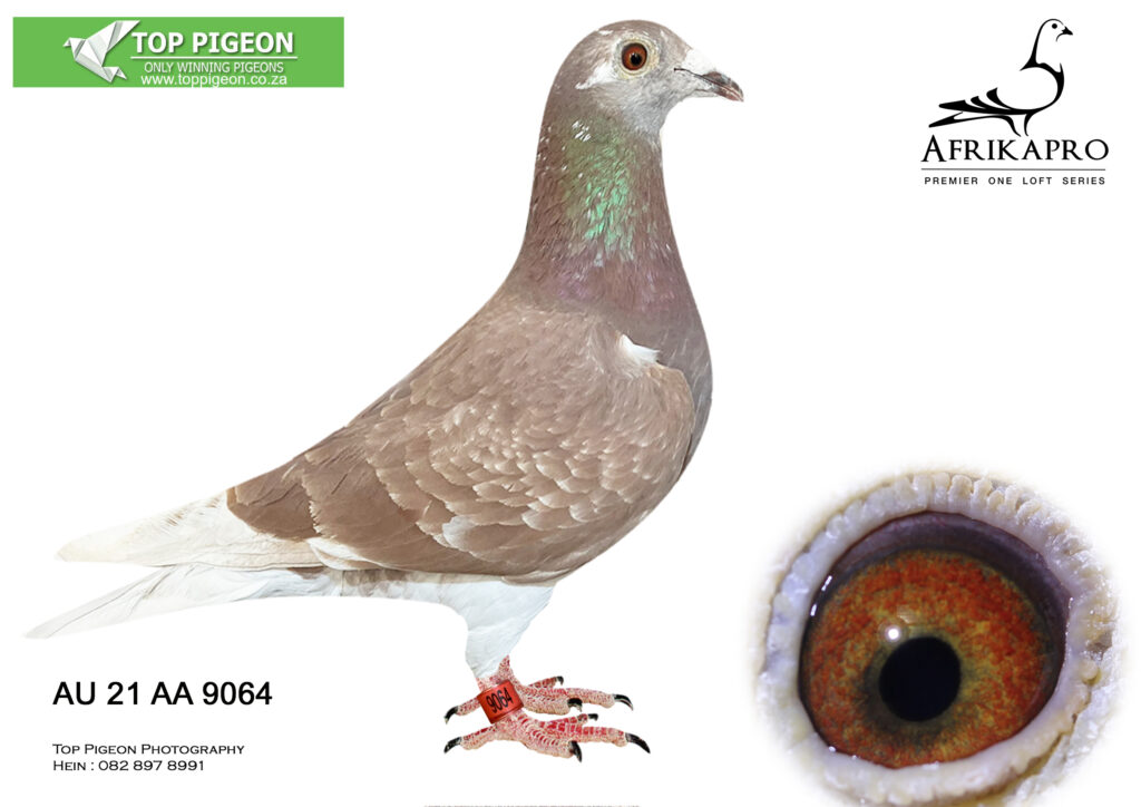 Lot 90 AFRIKAPRO Auction-Lamons Family Loft-AU 21 AA 9064–SIRE: 431 WRU ...