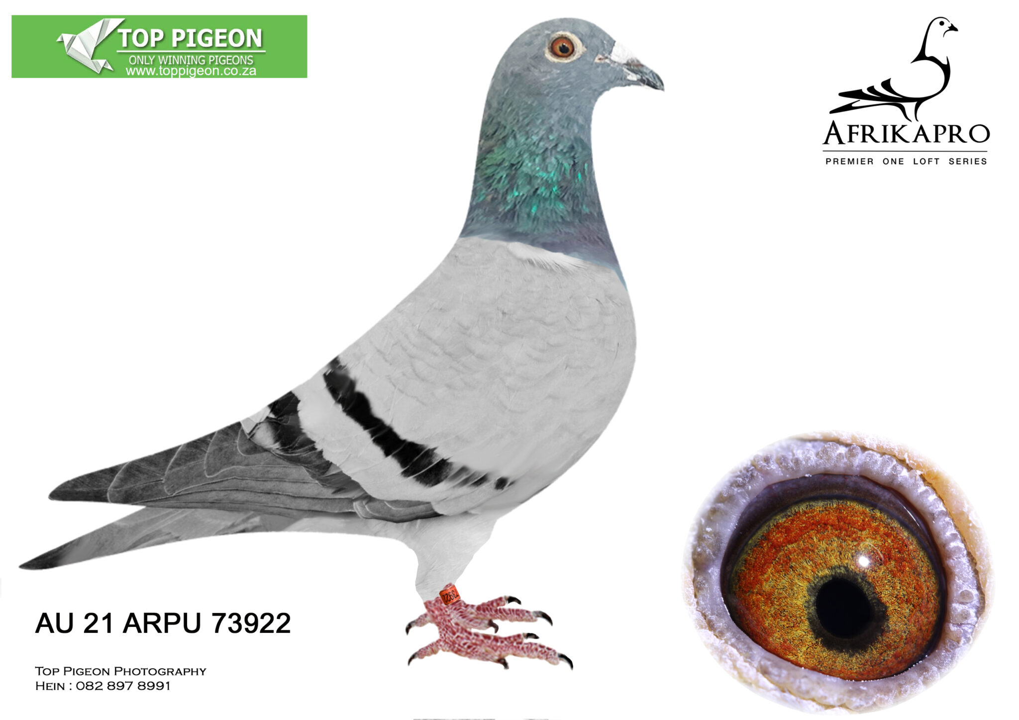 Lot 86 AFRIKAPRO Auction-Jesse Seguna-AU 21 ARPU 73922–SIRE: LOGAN ...