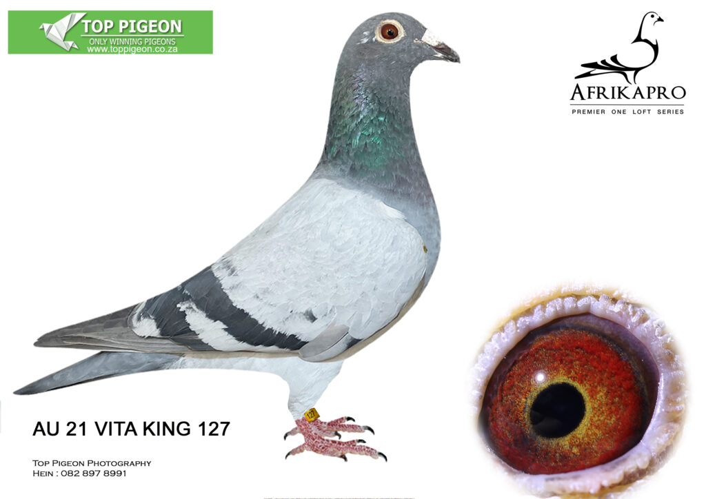 Lot 99 AFRIKAPRO Auction-Pine island Pigeon Loft-AU 21 VITA KING 127 ...