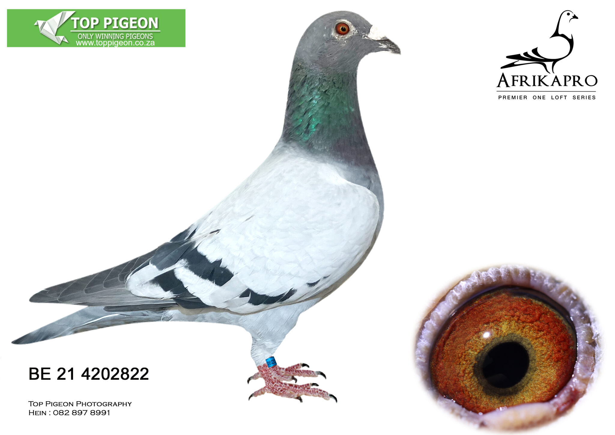 .Lot 1 AFRIKAPRO Auction-Pipa Breeding-BE 21 4202822——SIRE: BE19 ...