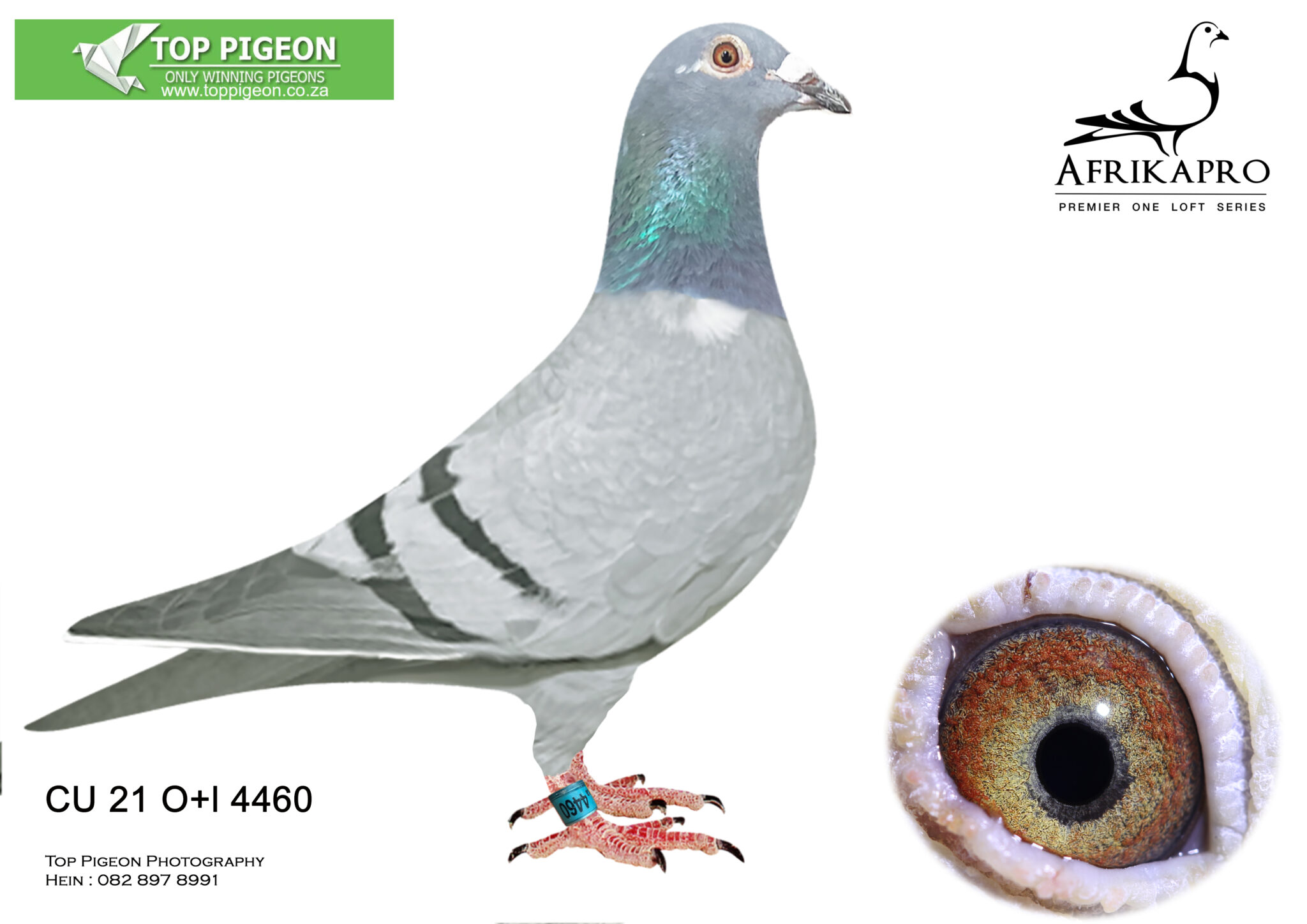 LOT 15 TOP PIGEON MAGIC AUCTION –CU 21 O & L 4460–(BROKEN WING)—Half ...
