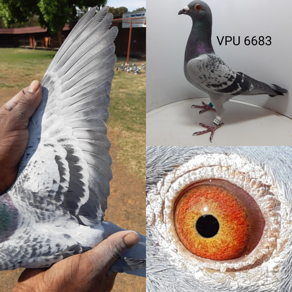 Lot 80 Central Lofts-Munna Zietsman-VPU 6683 21 BCH H – The sire is 100 ...