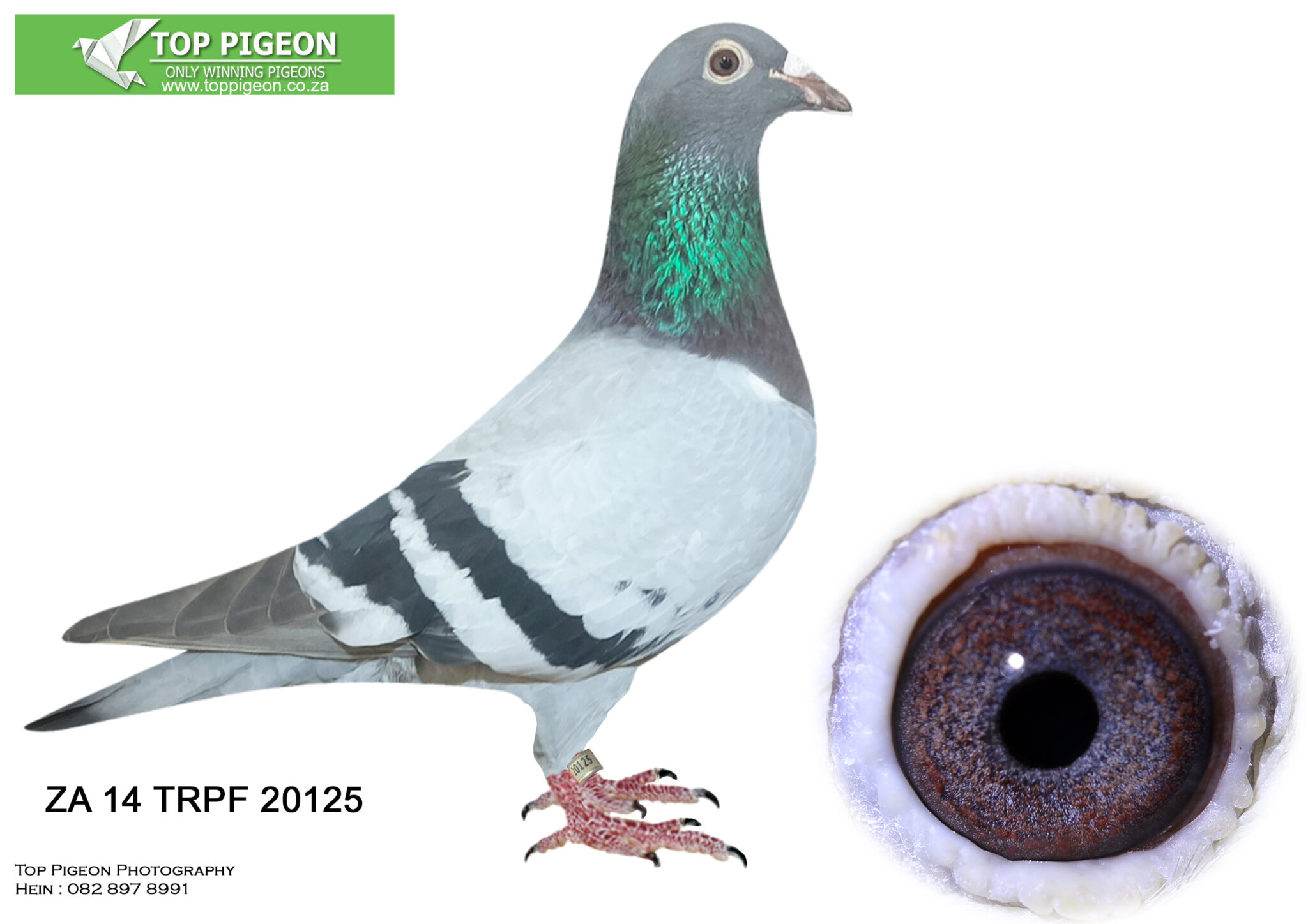 .Lot 1 Kitchenbrand Lofts Auction 1-ZA 14 TRPF 20125 BB H – FULL SISTER TO “STRAWBERRY COCK ...